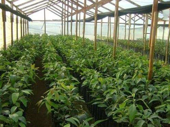 AVOCADO PLANTATION PROJECT | 24 Hour Group of Companies